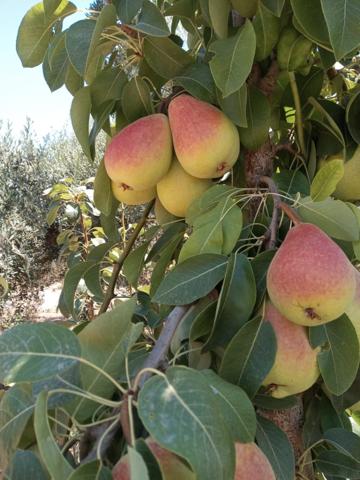Jumilla se consolida como la principal productora de Europa de pera ...